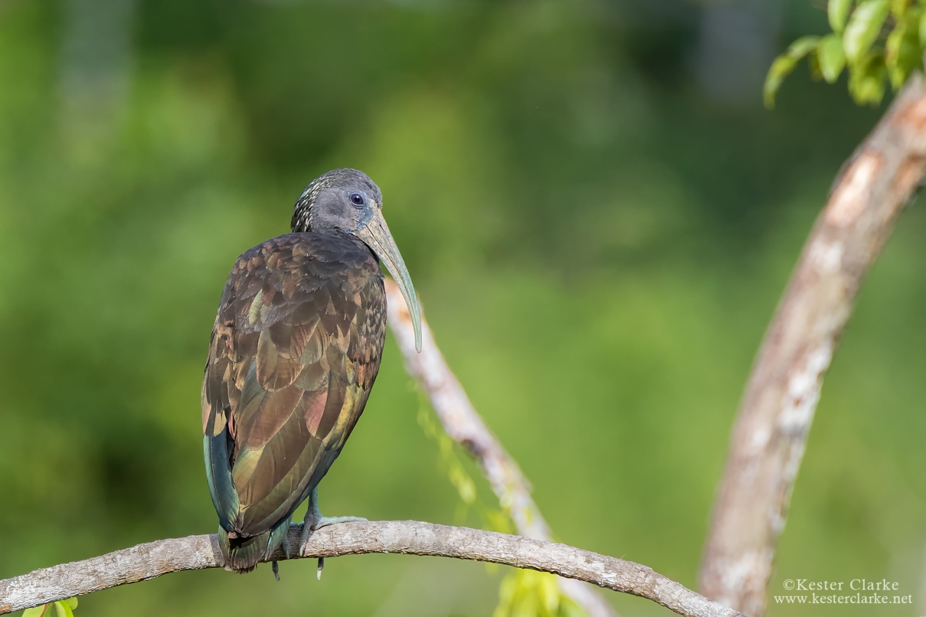 Scarlet Ibis - Kester Clarke Wildlife Photography