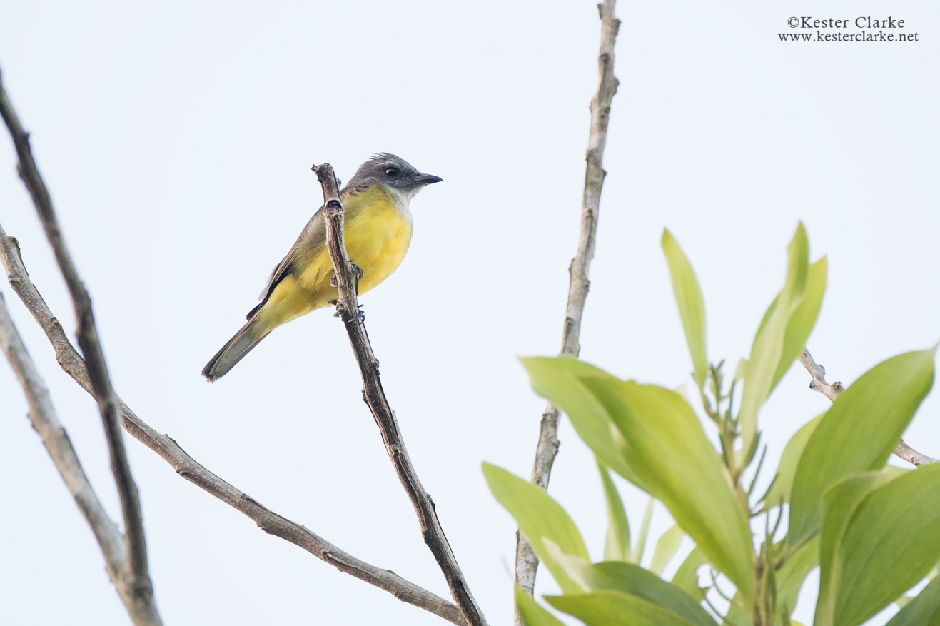 Northern Scrub Flycatcher - Kester Clarke Wildlife Photography