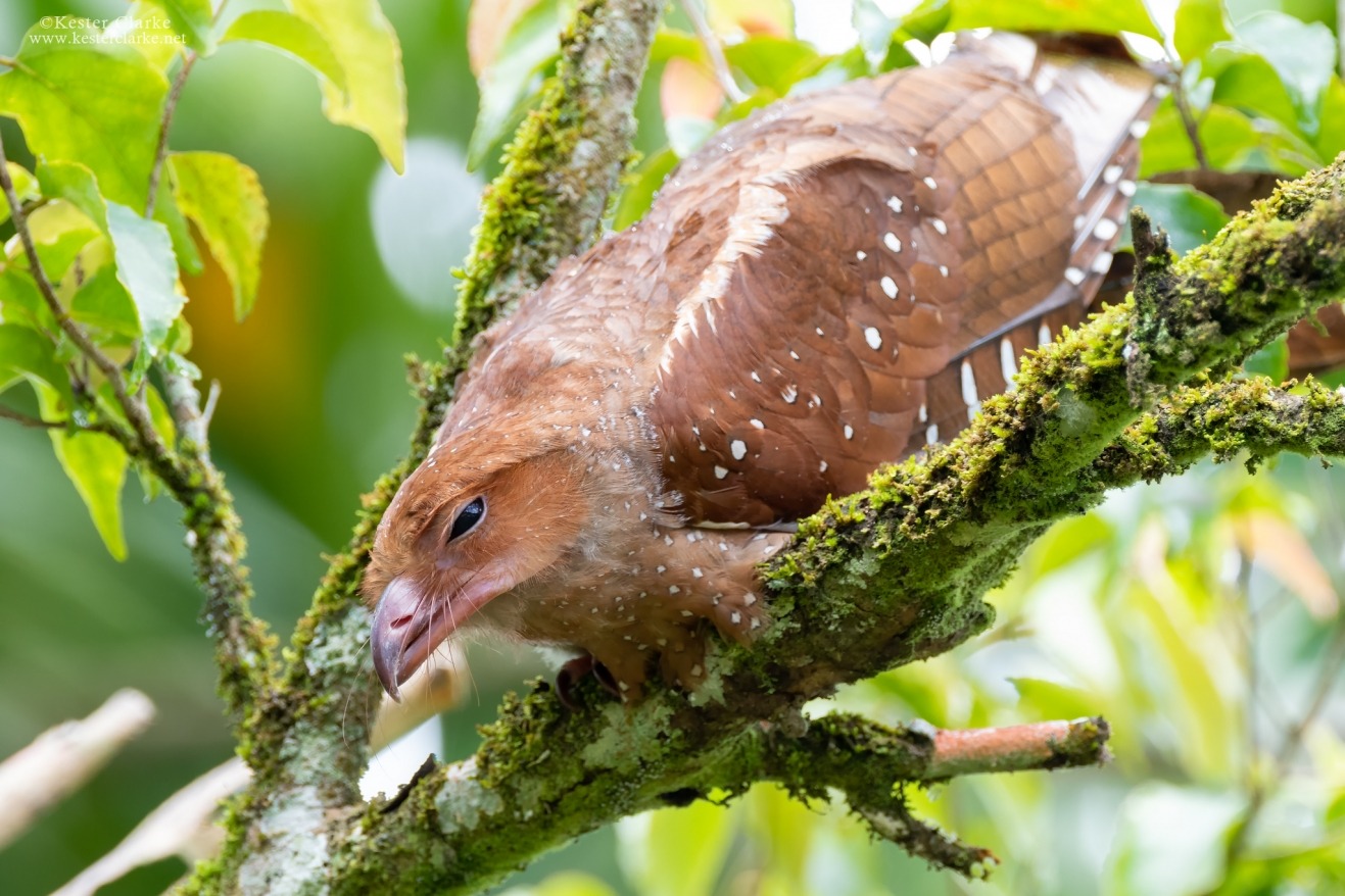 White-winged Potoo - Kester Clarke Wildlife Photography