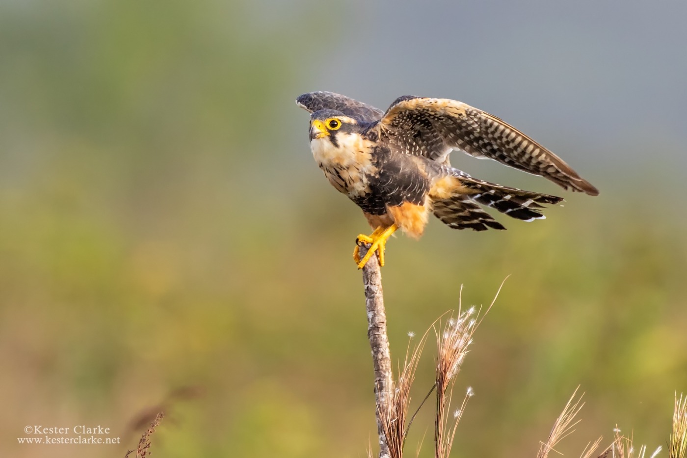 Harpy Eagle - Kester Clarke Wildlife Photography