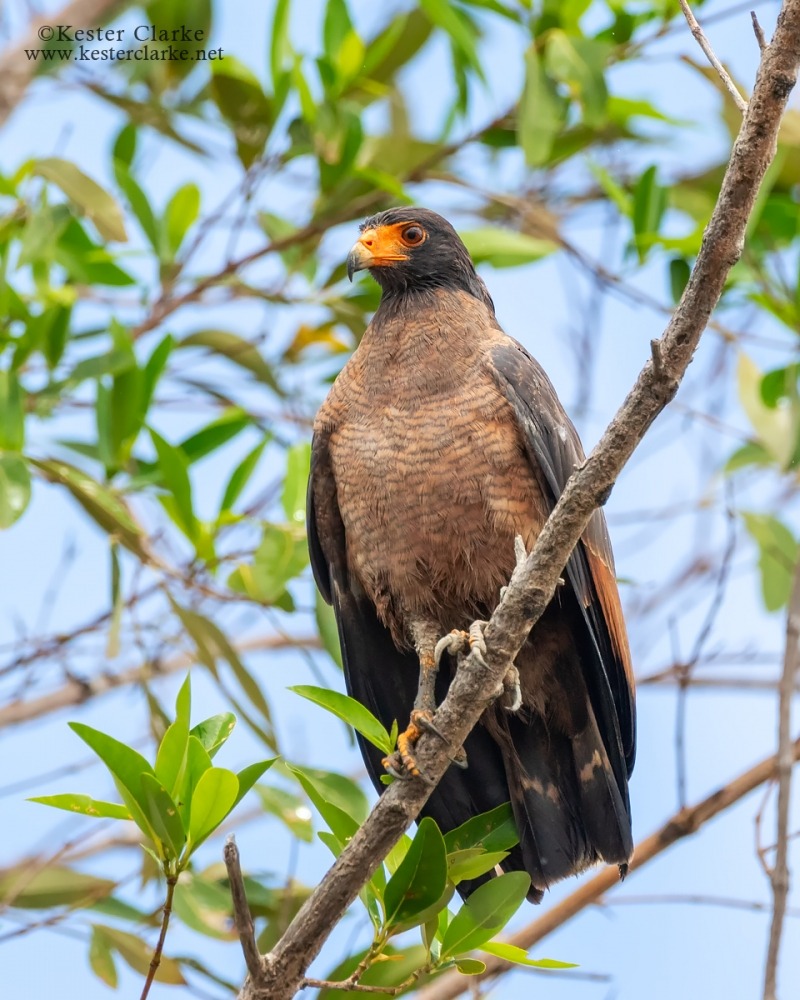 Laughing Falcon - Kester Clarke Wildlife Photography