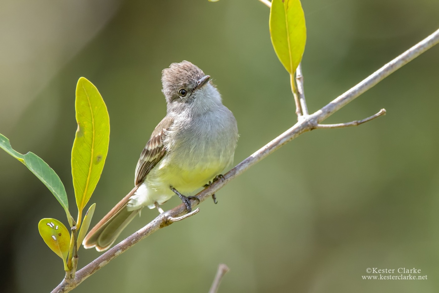 Gray Kingbird - Kester Clarke Wildlife Photography