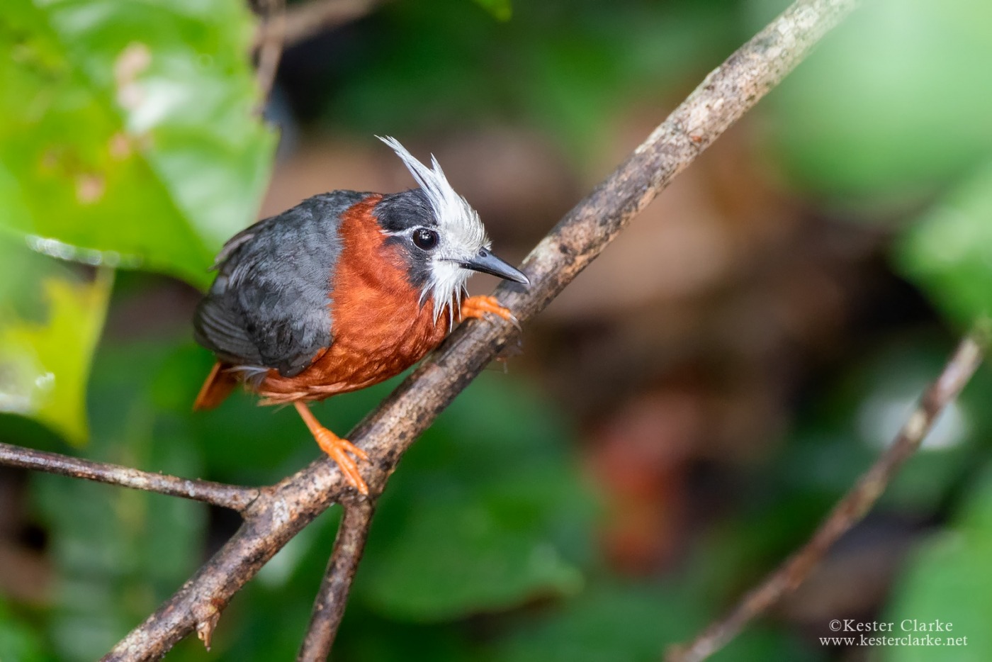 Dusky-throated Antshrike - Kester Clarke Wildlife Photography