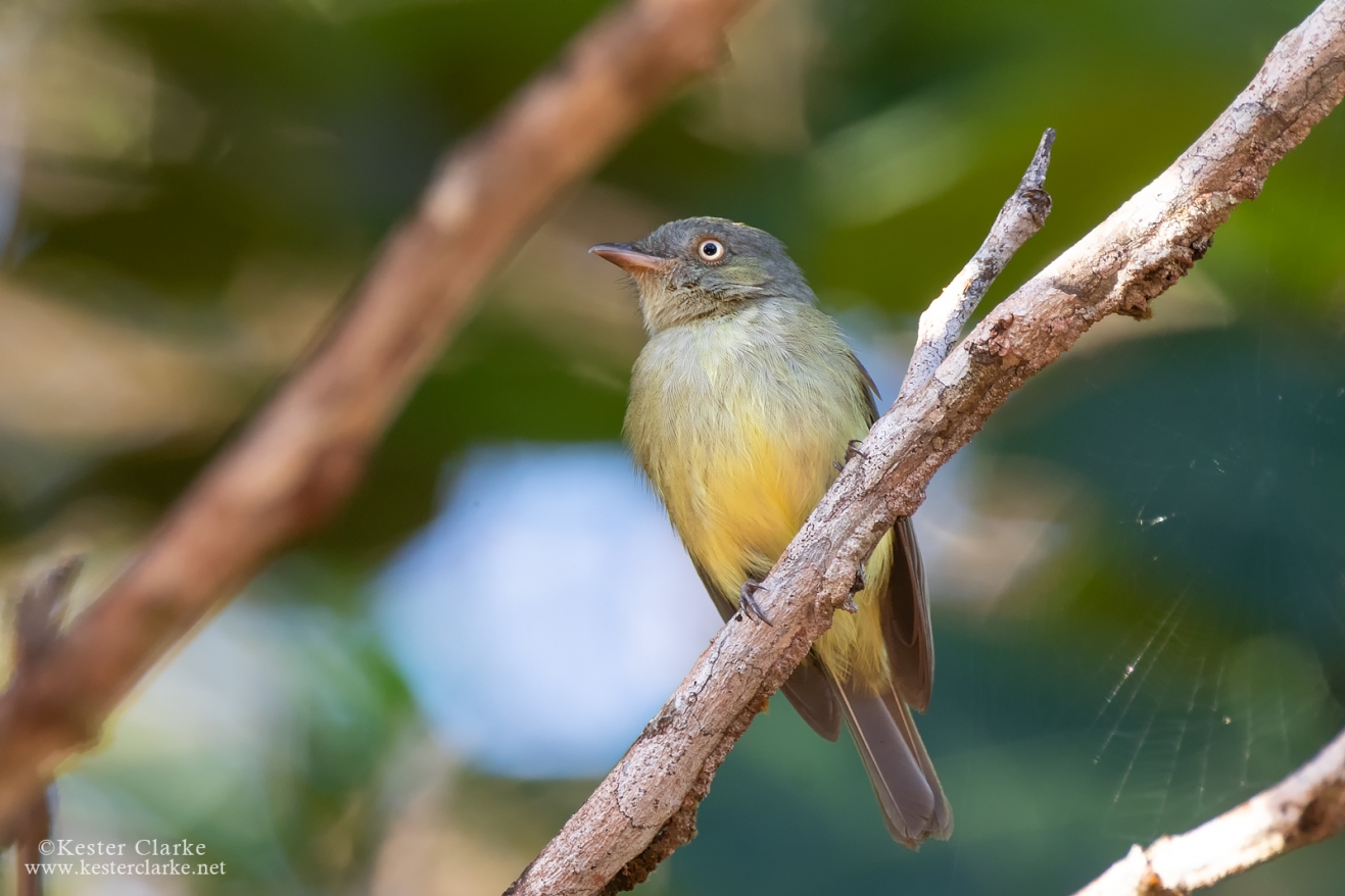 Golden-headed Manakin - Kester Clarke Wildlife Photography