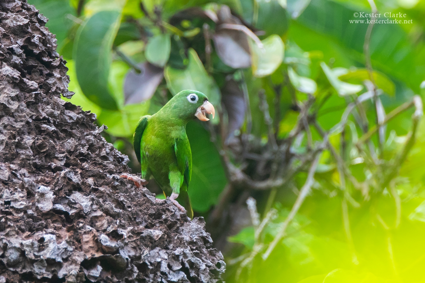 Brown-throated Parakeet - Kester Clarke Wildlife Photography