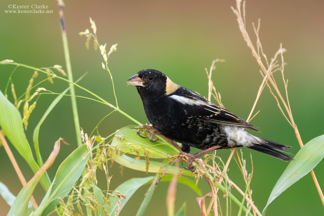Troupials - Kester Clarke Wildlife Photography