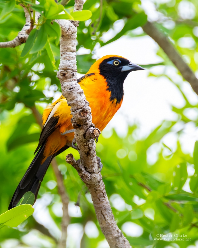 Troupials - Kester Clarke Wildlife Photography