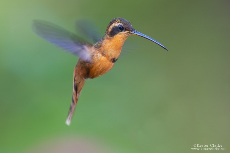 Hummingbirds - Kester Clarke Wildlife Photography